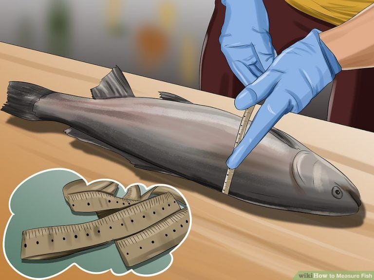 Fish Weight Calculator for 2026