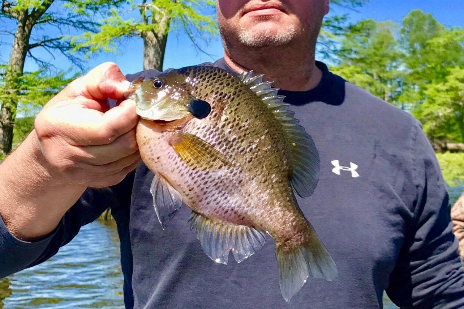 Fact check: Bluegill Are Not Dangerous to Humans But Are a Popular ...