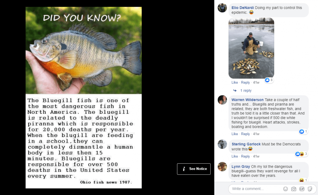 Are Bluegill Fish Dangerous to Humans? The USA Piranha Fish