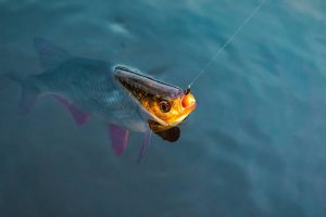 Best Fly Tying Magnifying Glass (Your 2020 Options)