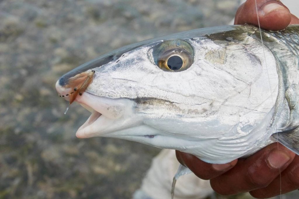 Best Bonefish Flies for Bahamas and Florida - Fly Fisher Pro