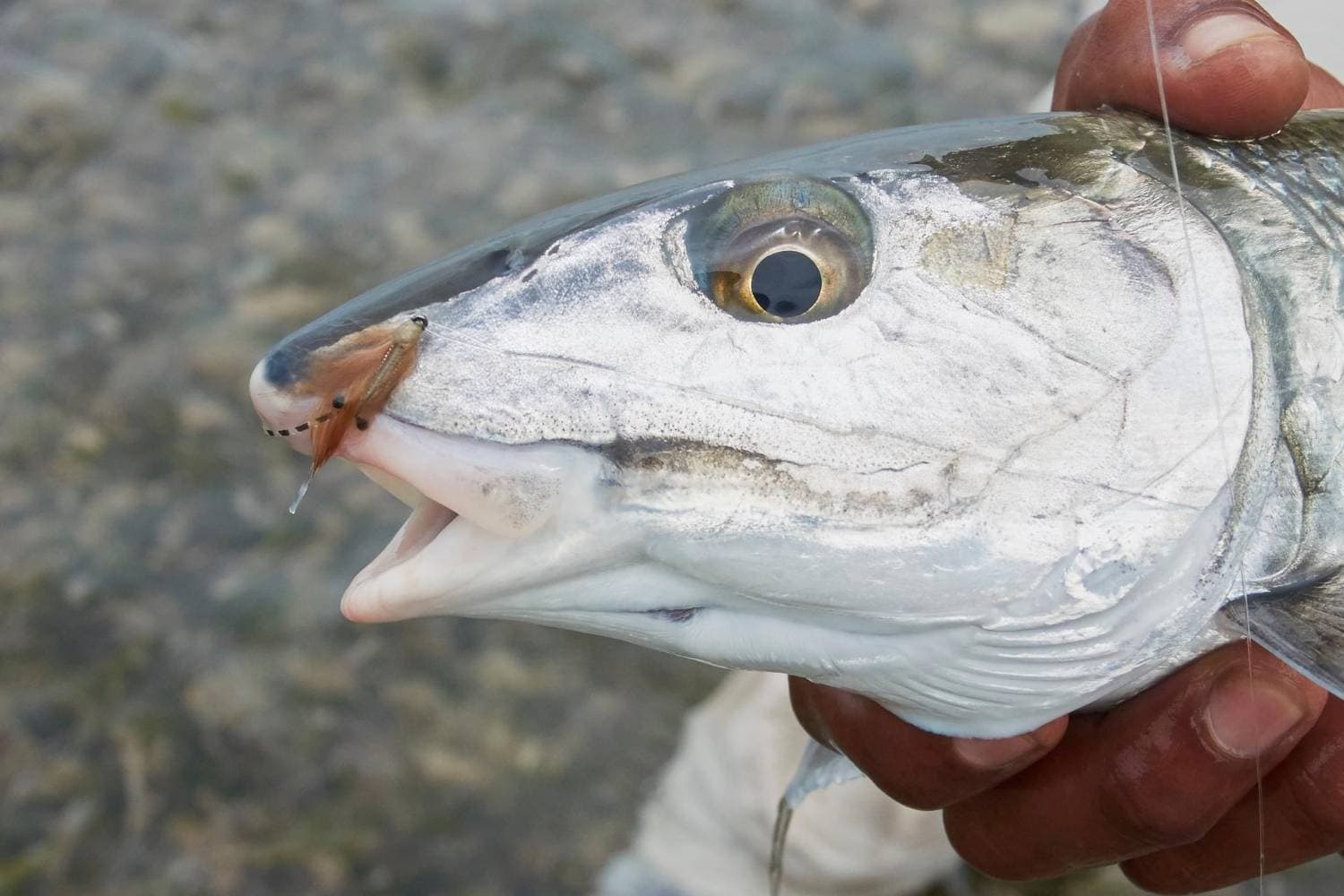 Best Bonefish Flies for Bahamas and Florida - Fly Fisher Pro