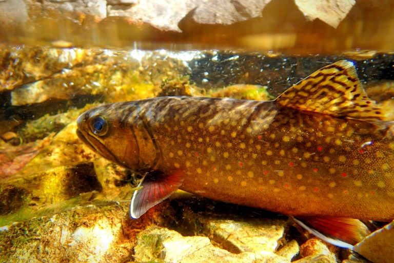 World Record Brook Trout - Biggest Ever Caught