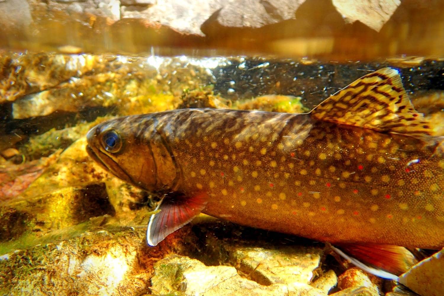 World Record Brook Trout - Biggest Ever Caught
