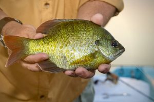 World Record Bluegill - The Biggest Ever Caught!