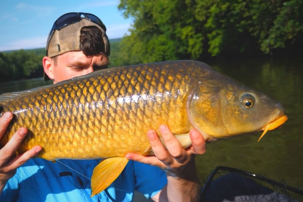 The Ultimate Guide to Fly Fishing for Carp in 2022