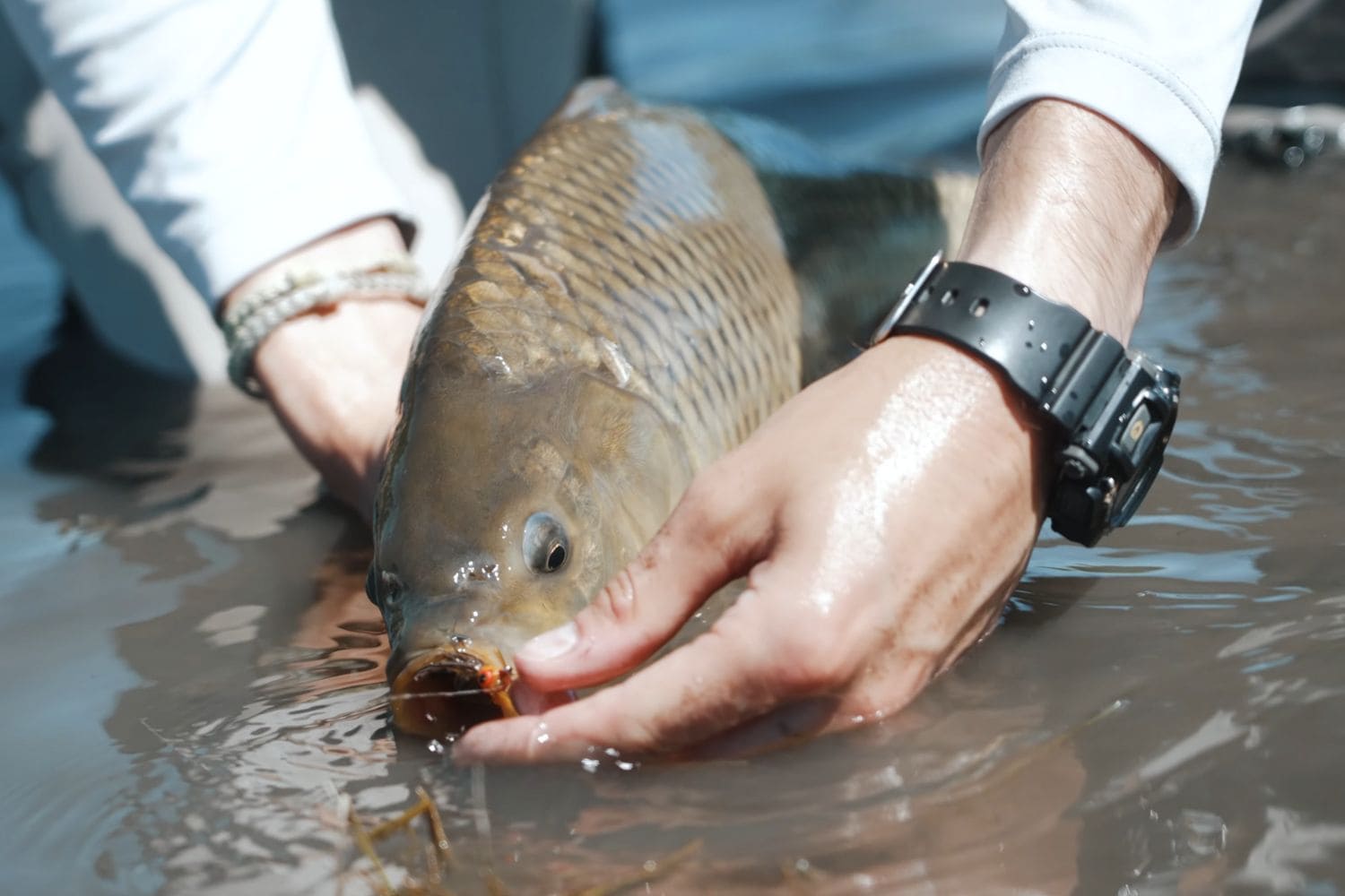 The Ultimate Guide to Fly Fishing for Carp in 2025