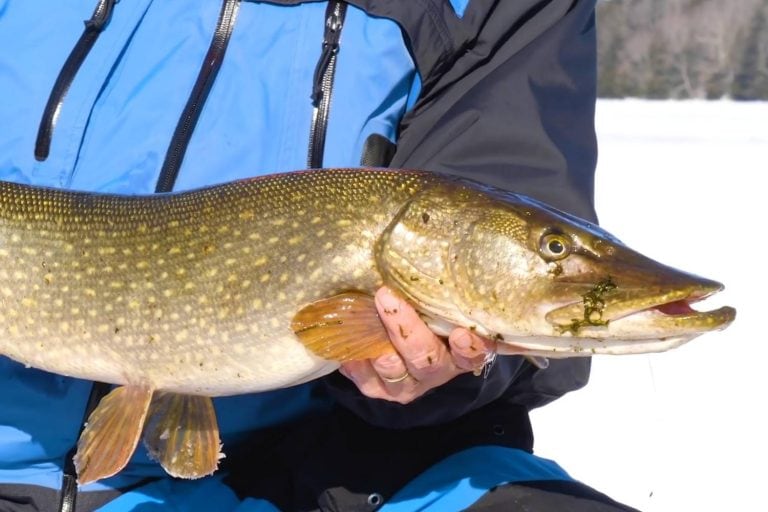 What Is The World Record Northern Pike?
